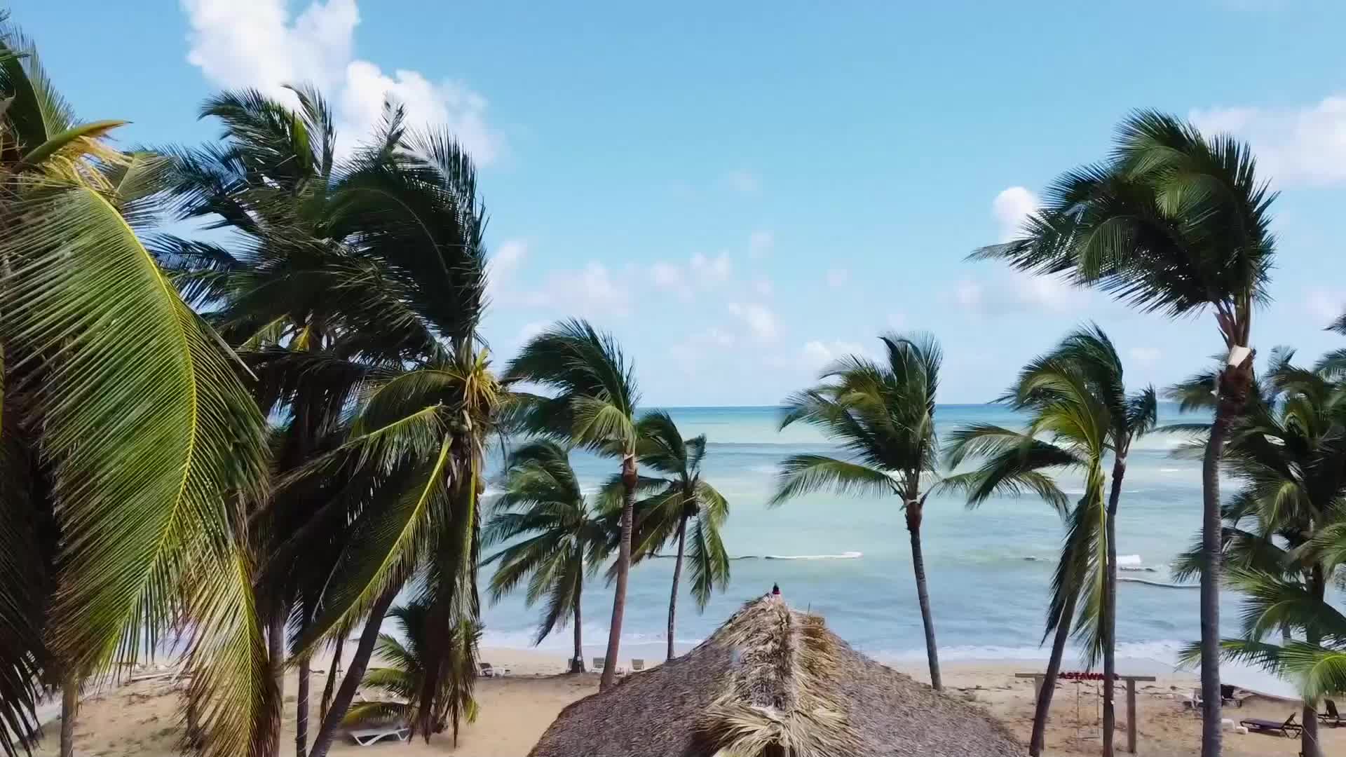 Gallery: the resort - Playa Palmera